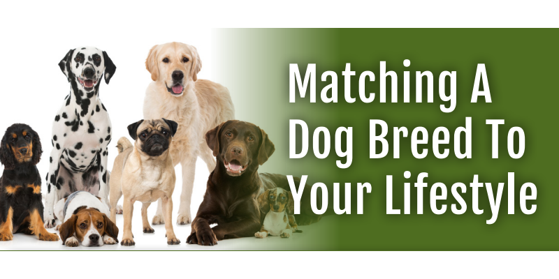 Matching A Dog Breed To Your Lifestyle – Mobile Dog Gear